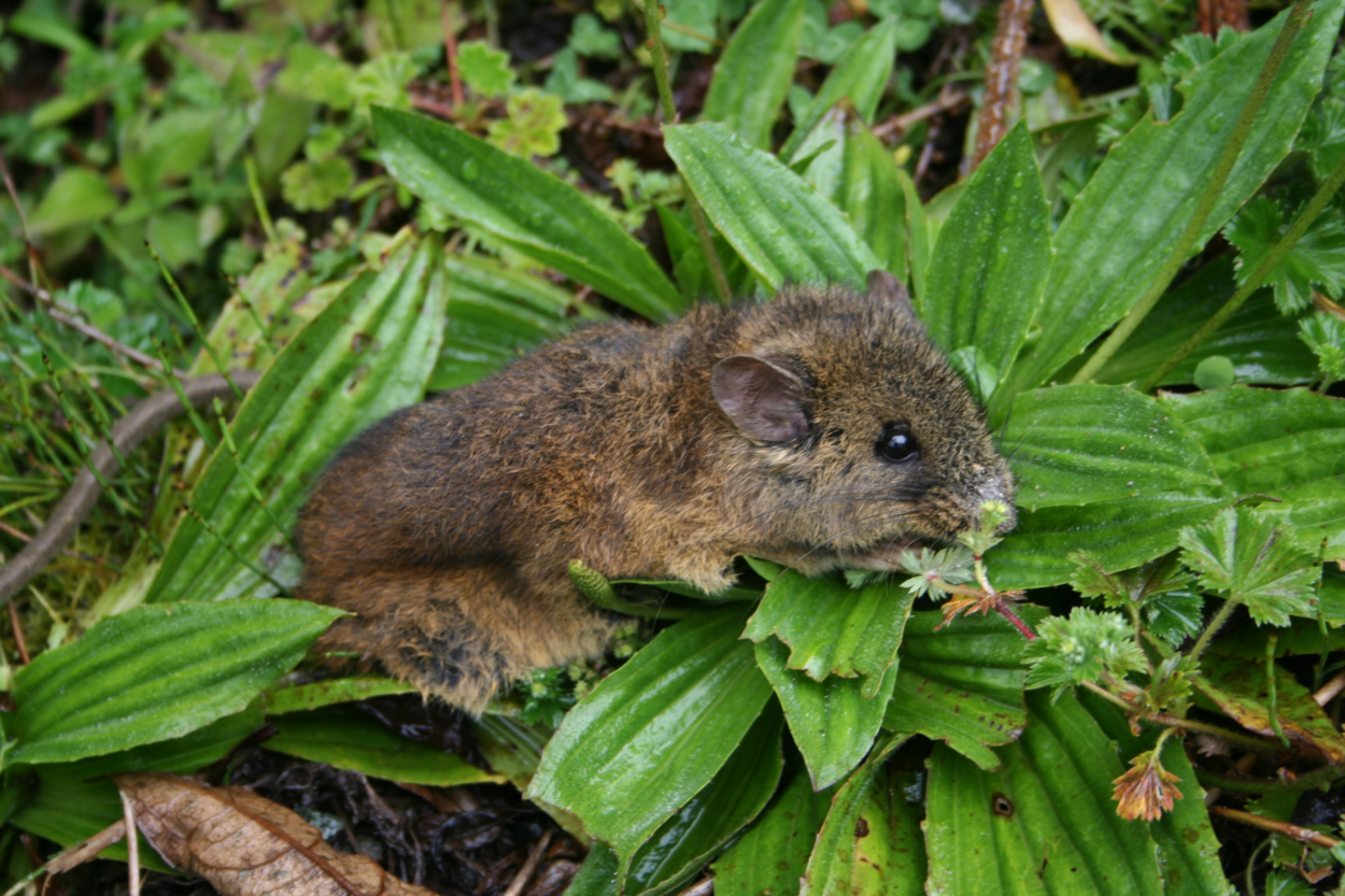 ACU biology professor discovers new species of rat in Ecuador | Abilene ...